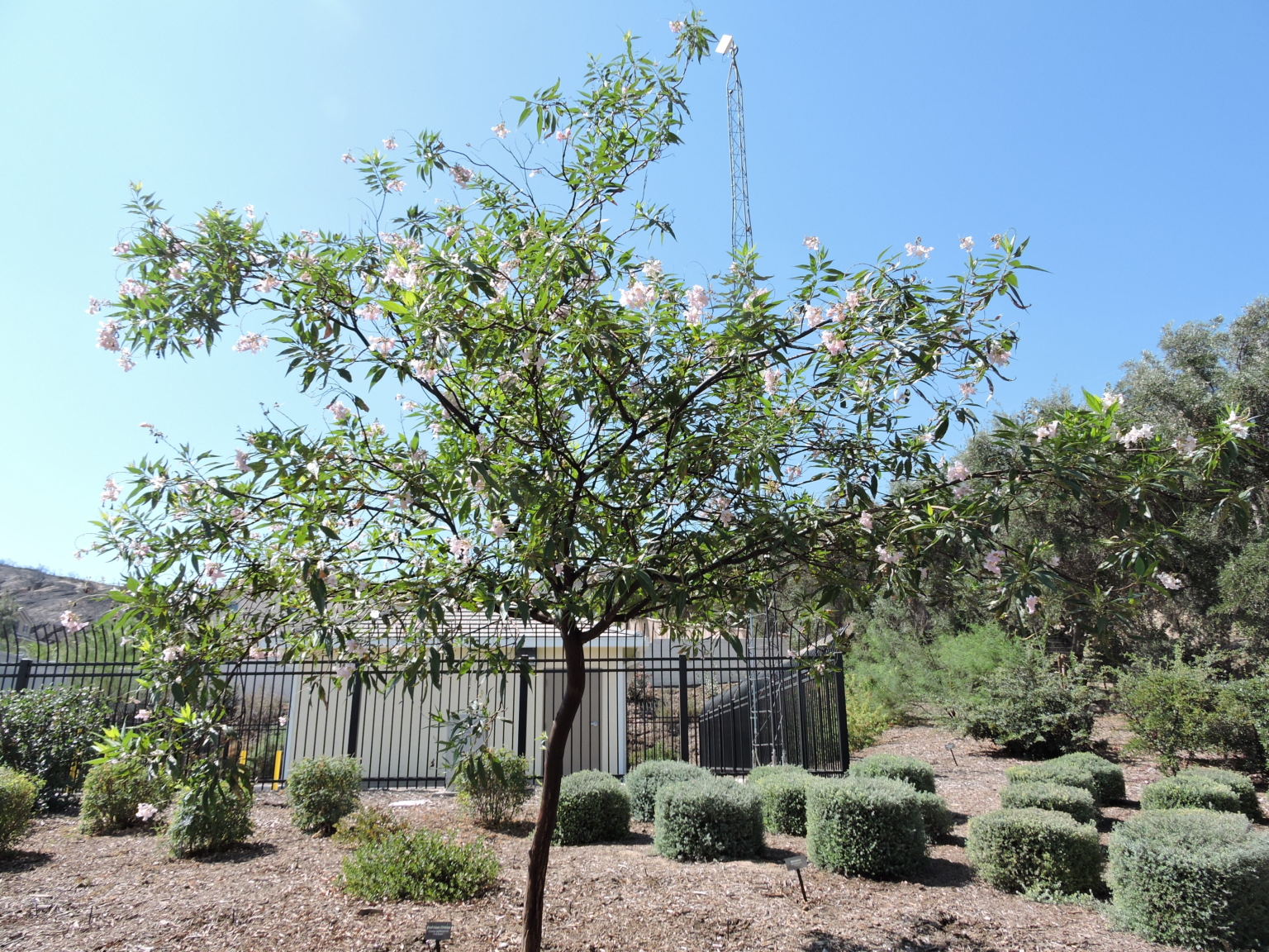 Pink Dawn Chitalpa - Tour It Now